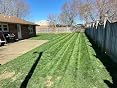 Amazon.com : SeedRanch Falcon IV Turf Type Tall Fescue Grass Seeds - 25 ...