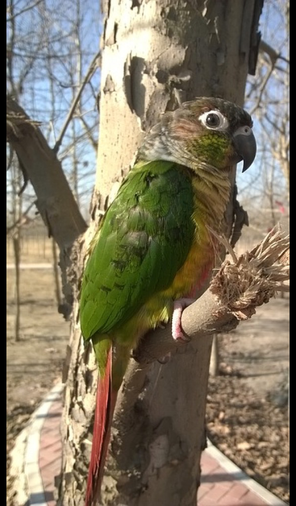 Conure Parrot Wallpaper -- HD Wallpapers of Conure Parrots! - App on ...