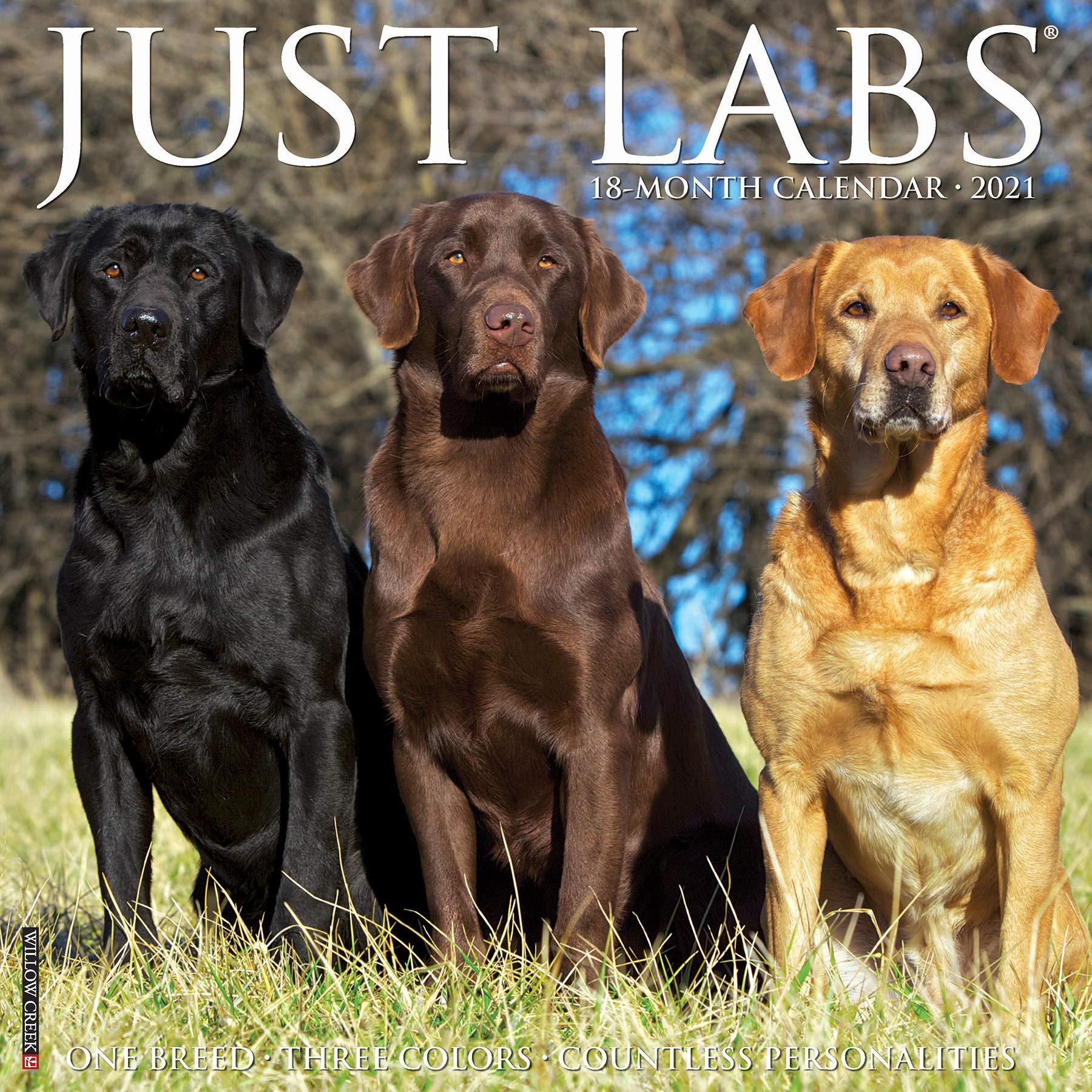 What Color Labs Make What Color Puppies