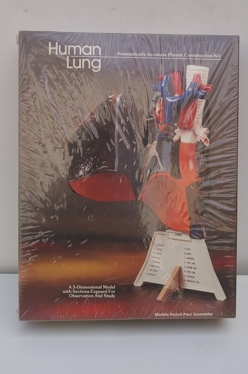 Human Lung Anatomically Accurate Plastic Construction Kit : Amazon.in ...