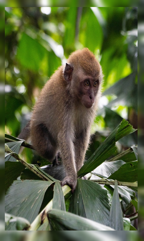 4K Monkey Wallpapers - App on Amazon Appstore