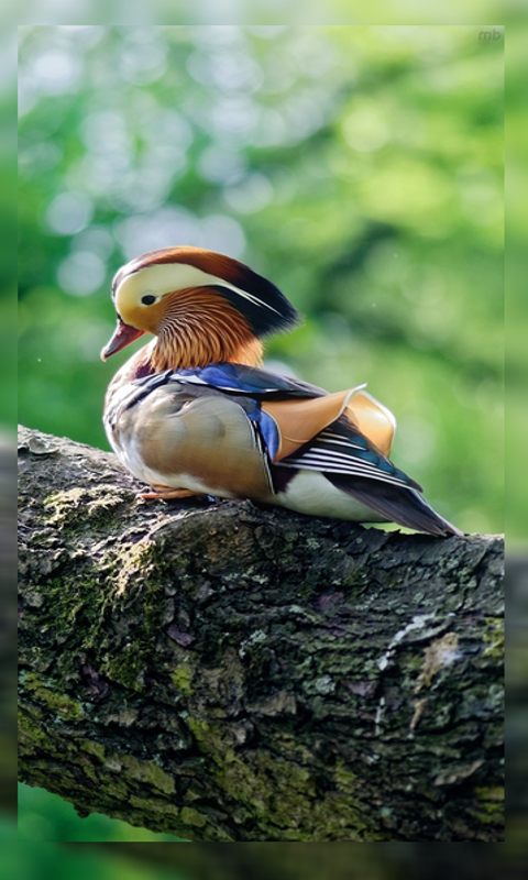 4K Duck Wallpaper HD - App on Amazon Appstore