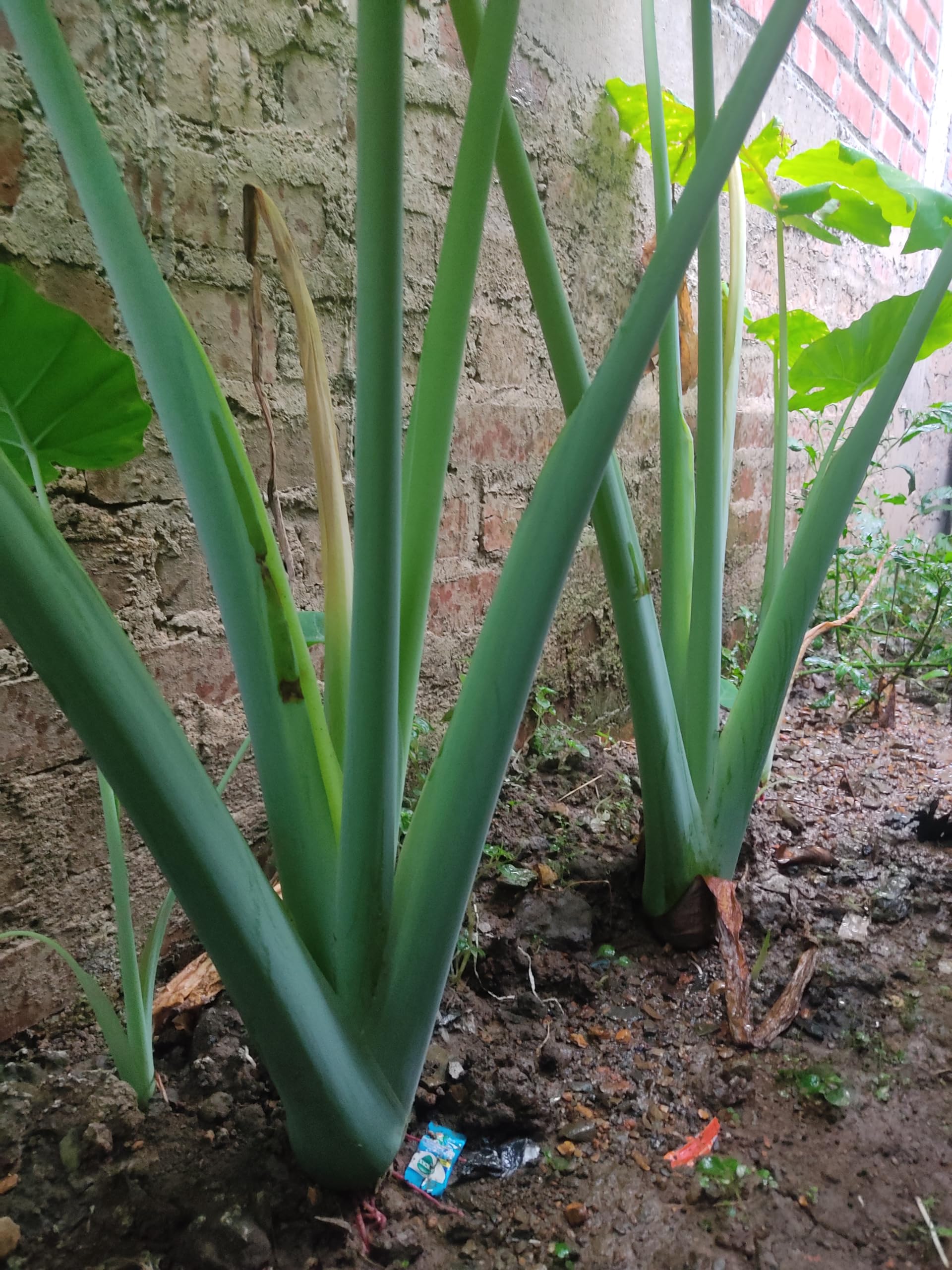 Dried Yendem/Indo-Malay Taro 40gm : Amazon.in: Grocery & Gourmet Foods
