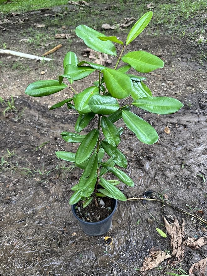 Amazon.com : Malagueta(Pimenta racemosa) Live Tree 10inch-24inch ...