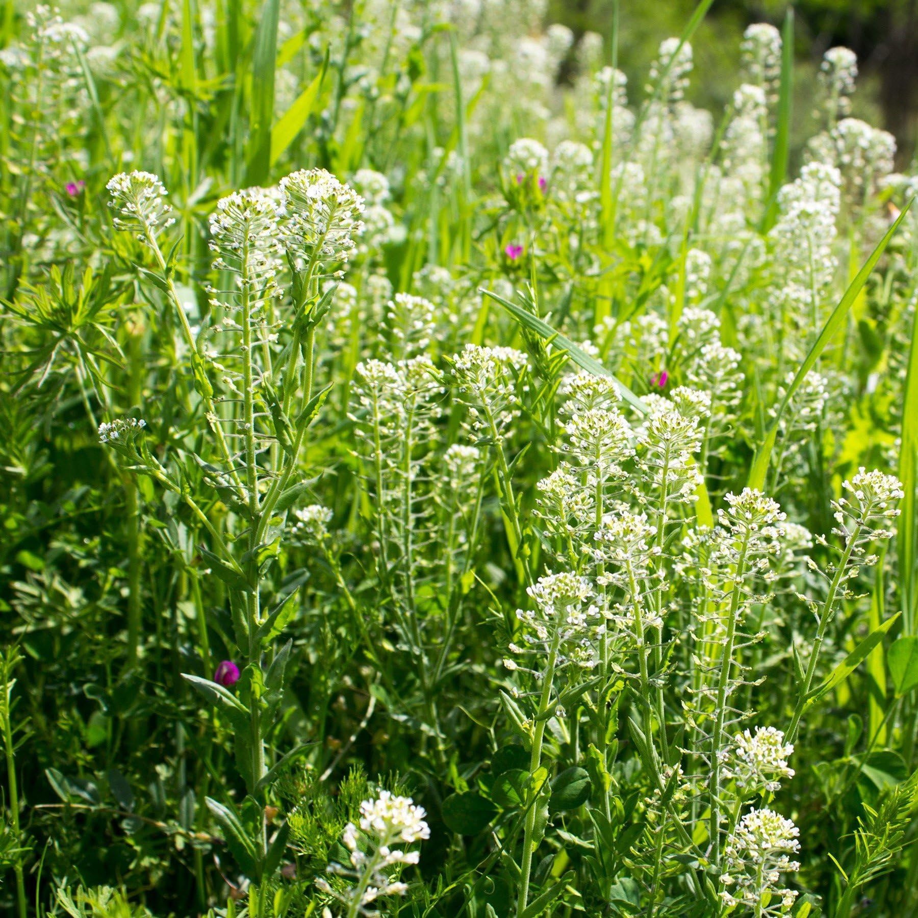 Amazon.com : Frozen Seed Capsules - Field Pennycress Seed (Thlaspi ...
