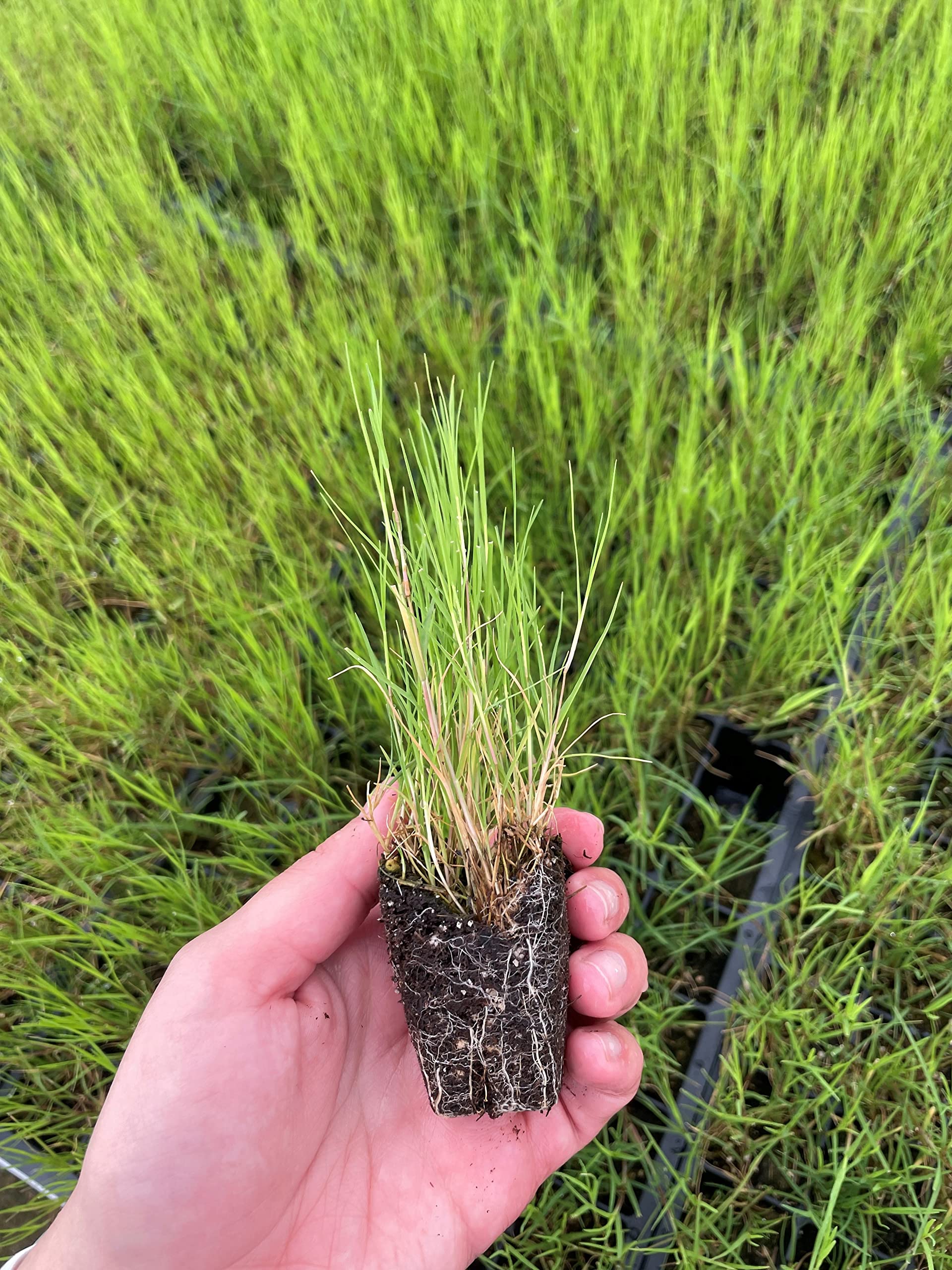 Dog Tuff Grass Plugs, Cynodon Hybrida High Country Gardens