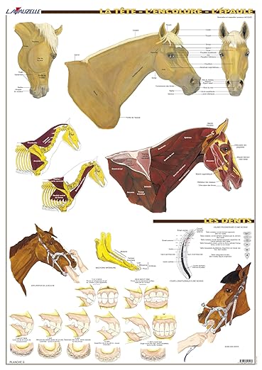 Amazon.fr - Planche Hippologie - La Tête, l'Encolure, l'Epaule du ...