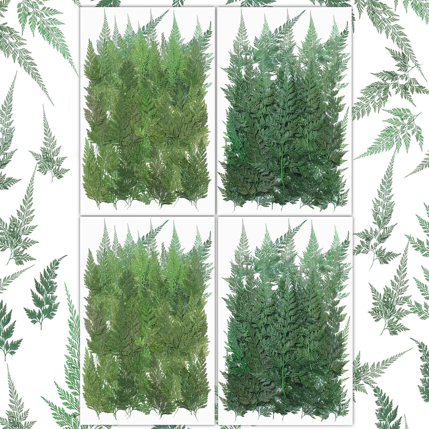 Amazon.com: 400 Pcs Dried Fern Leaves Pressed Flowers for Resin ...