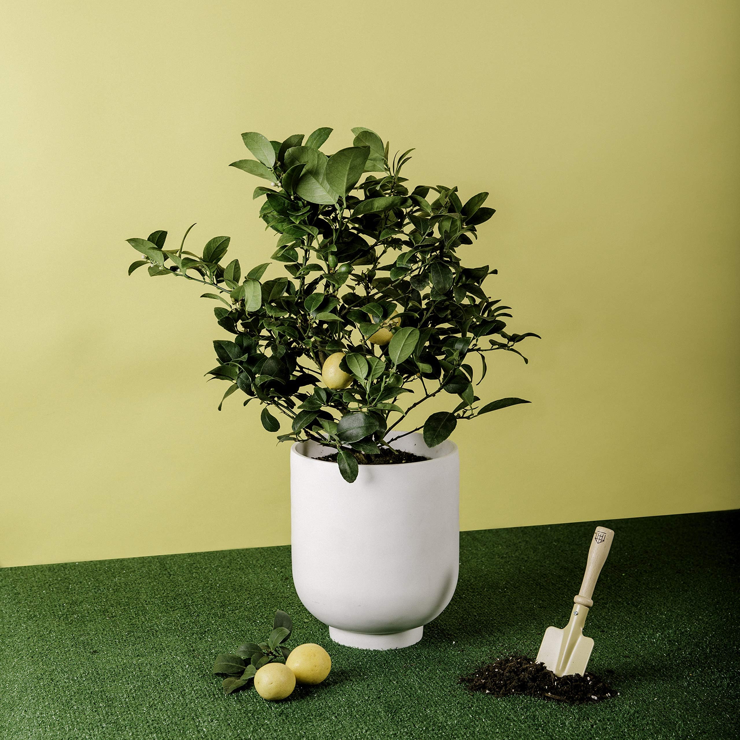 Amazon.com : Meyer Lemon Trees Live Plants Indoor Outdoor - Real Lemon ...