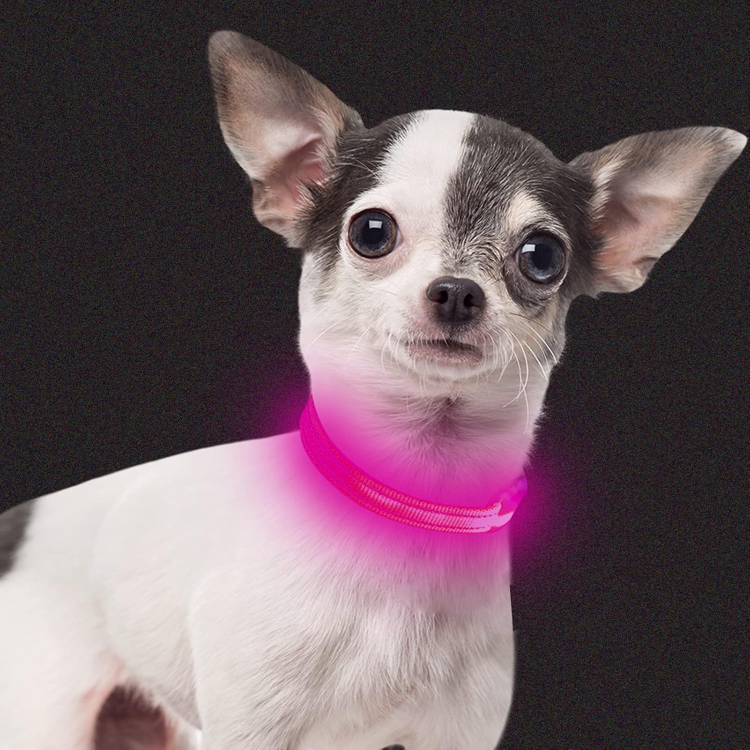 Amazon.com : Light Up Small Dog Collars - Waterproof LED Dog Collar ...