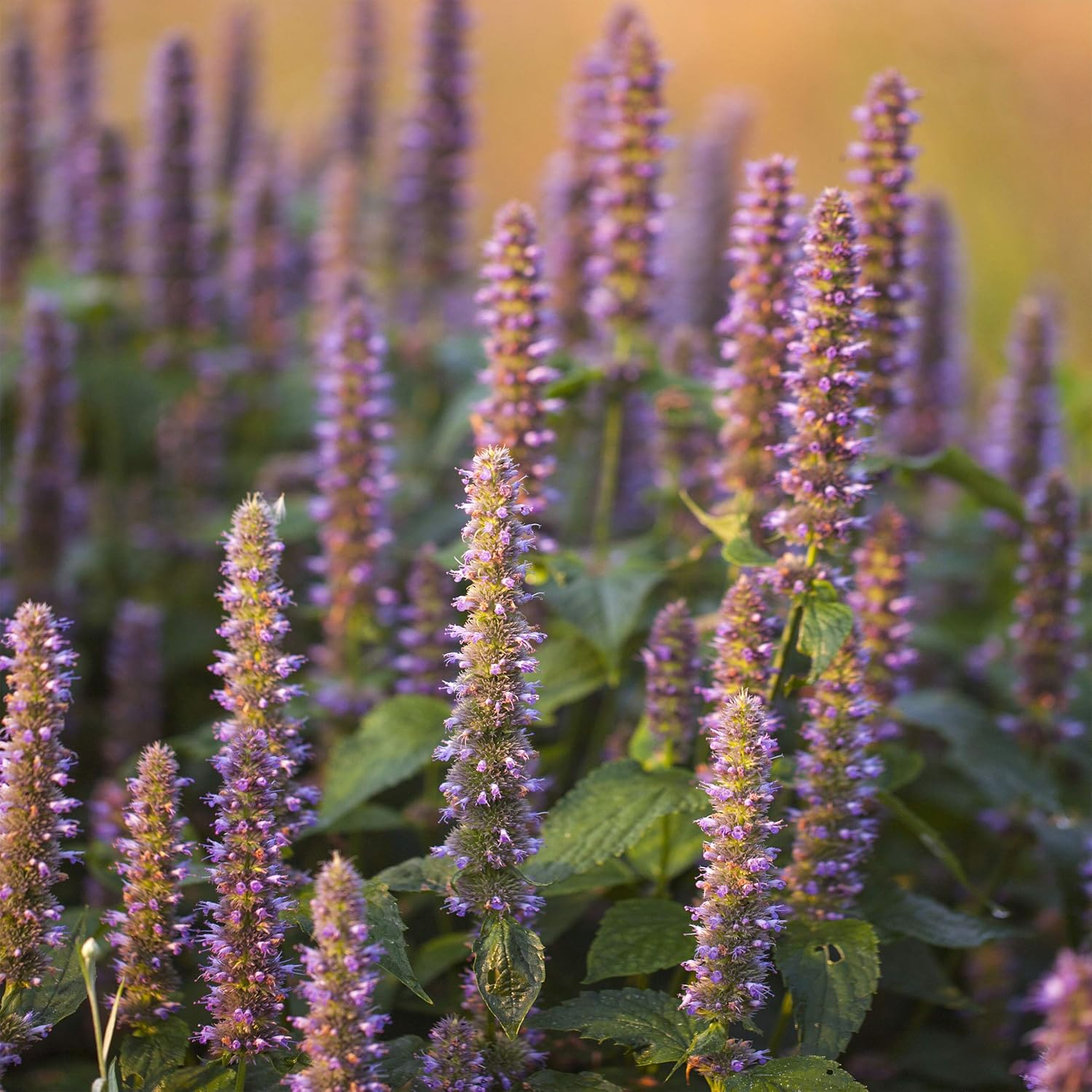 Amazon.com: Outsidepride Blue Spike Anise Hyssop Seeds for Planting ...