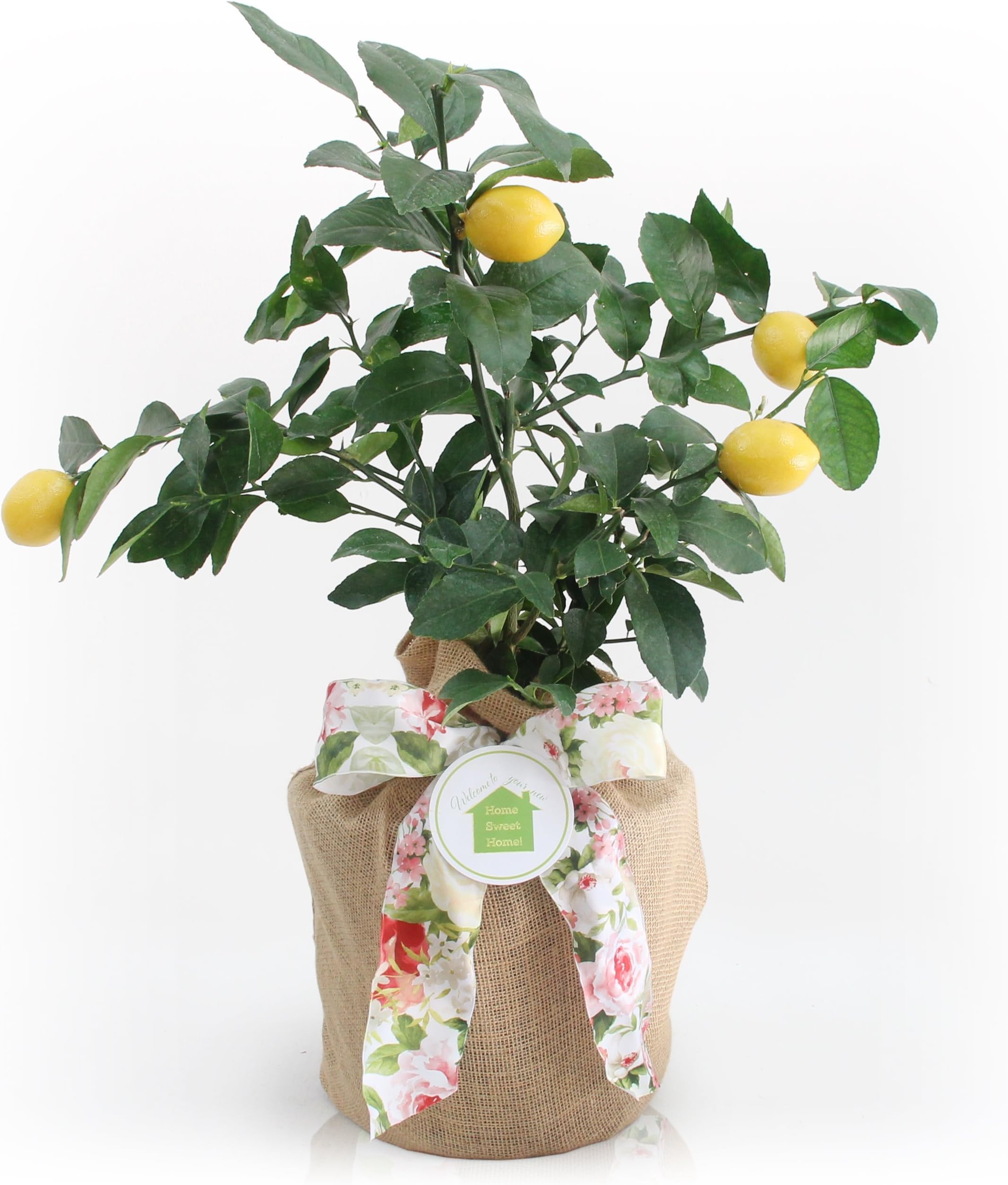 Amazon.com : Meyer Lemon Tree, Dwarf Lemon Tree Live Plant, Lemon Tree ...
