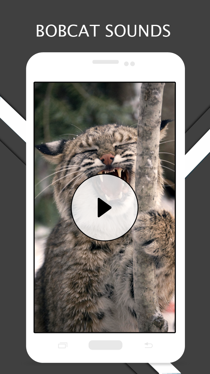 Bobcat Sounds And Ringtones:Amazon.com:Appstore for Android