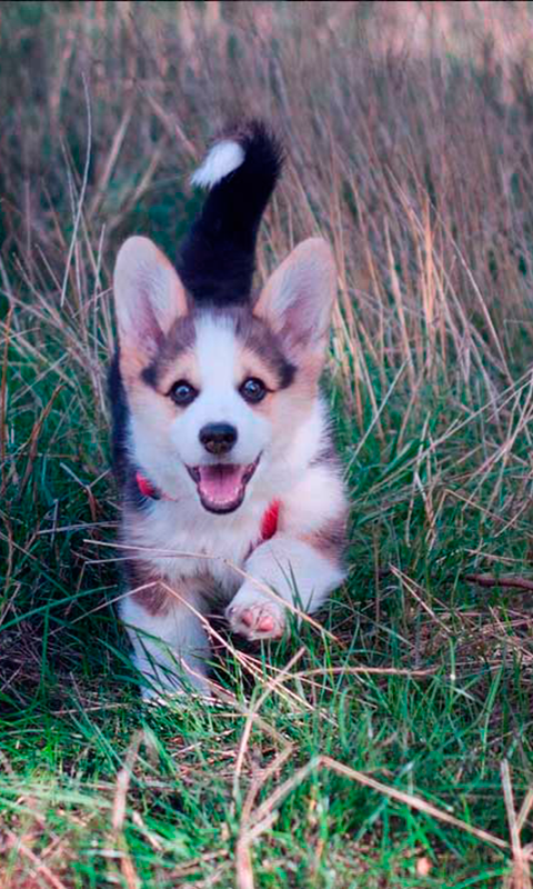 Corgi Nation News Network - App on Amazon Appstore