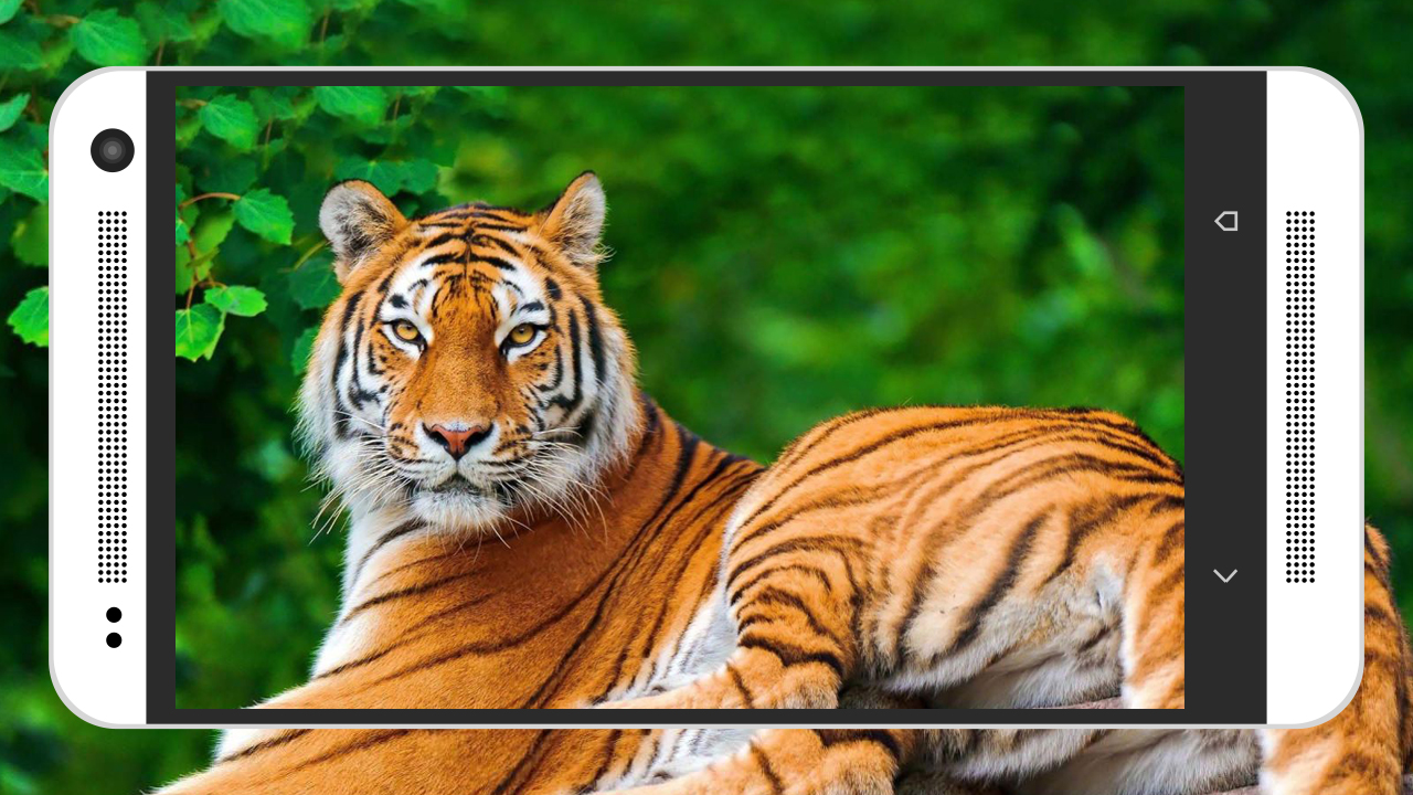 Animal & Birds Wallpapers - App on Amazon Appstore
