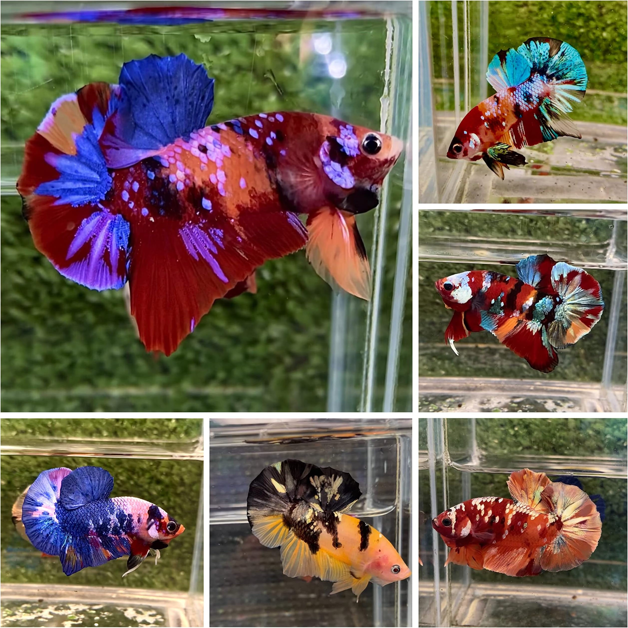Amazon.com: D&A Tropical Live Fish-1 Male Halfmoon Betta Live Fish ...
