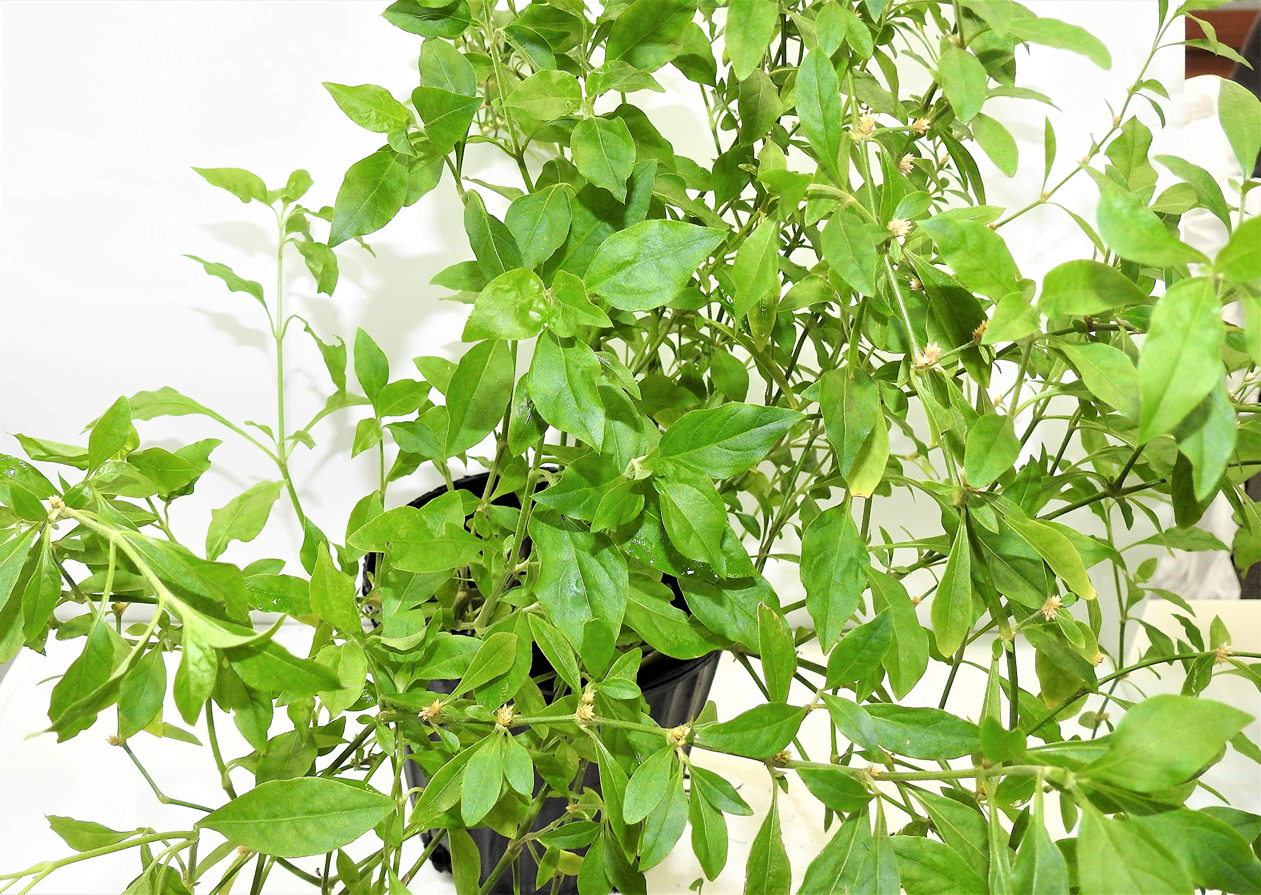 Amazon.com: arraza con todo Planta Completa con Raíz : Patio, Césped y Jardín