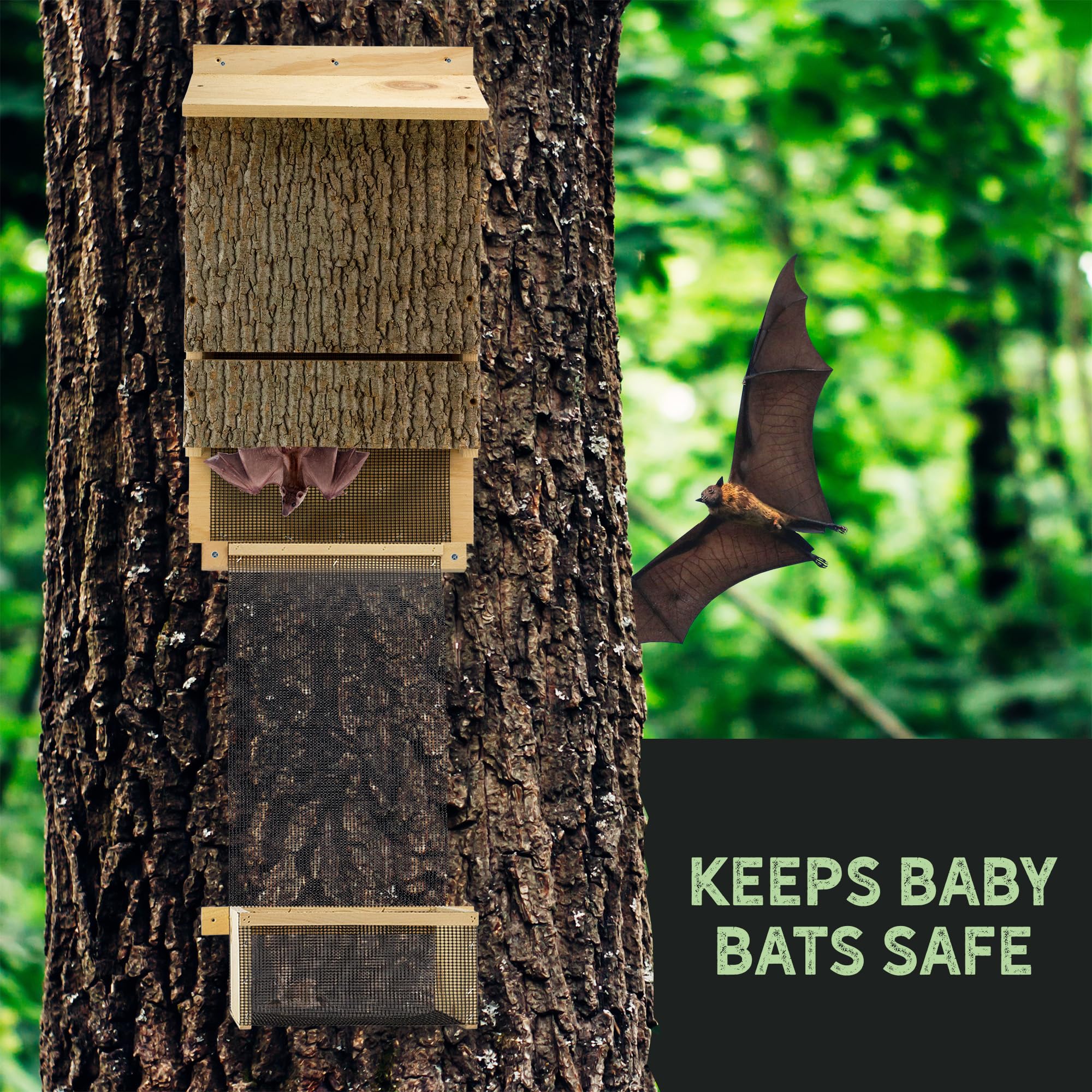 Baby Bats Pictures