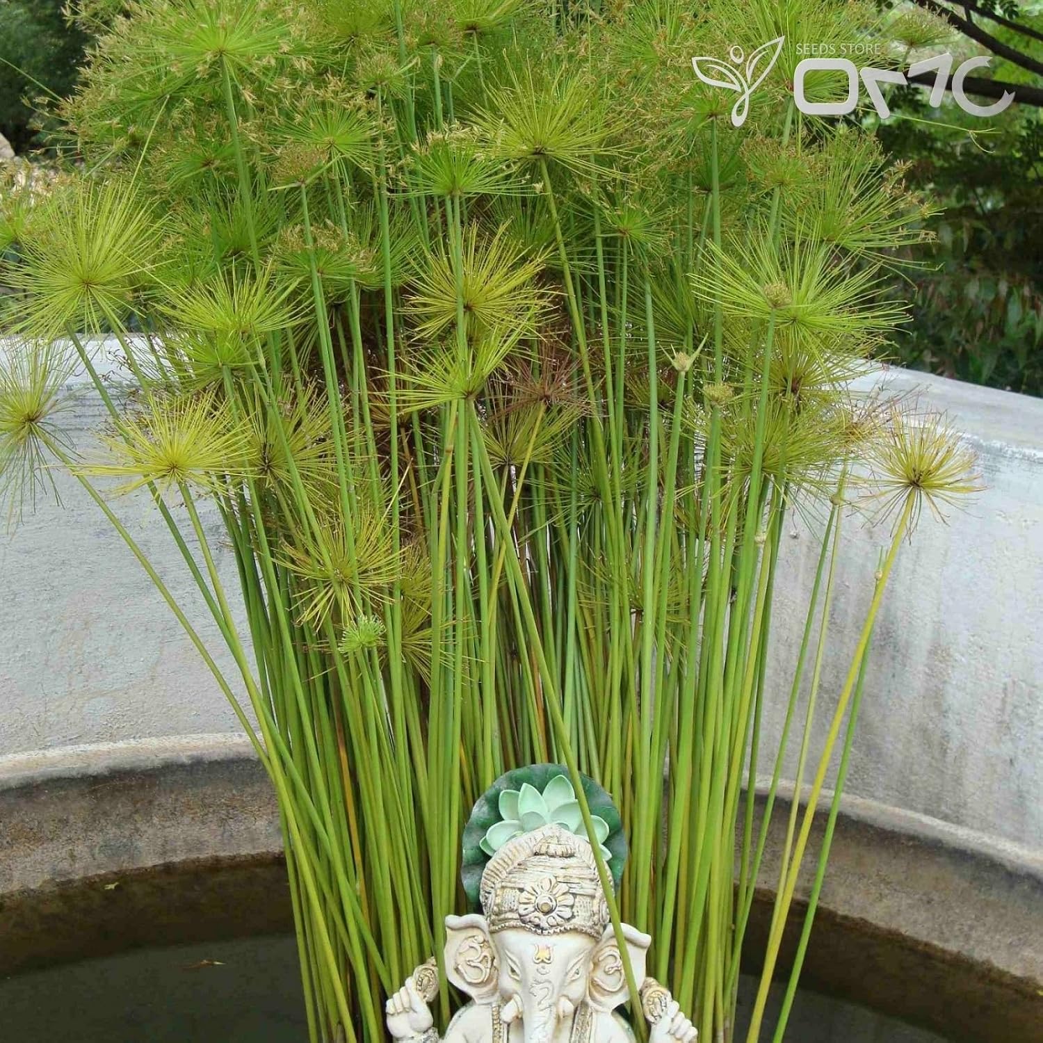 Amazon.com : Cyperus Papyrus / Egyptian Paper Plant 20 seeds (#1608 ...