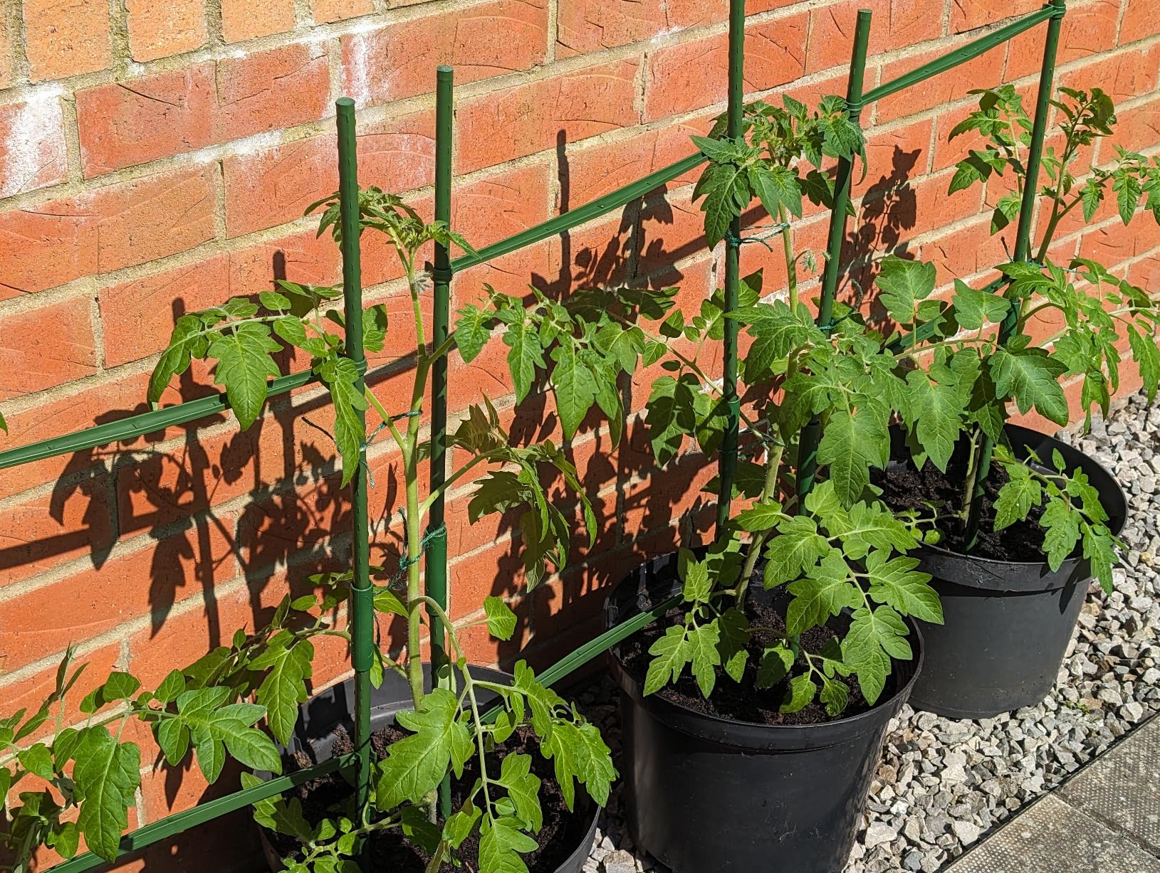 KAHEIGN 2Pcs Garden Tomato Cages, 160CM Adjustable Plant Support Cages ...