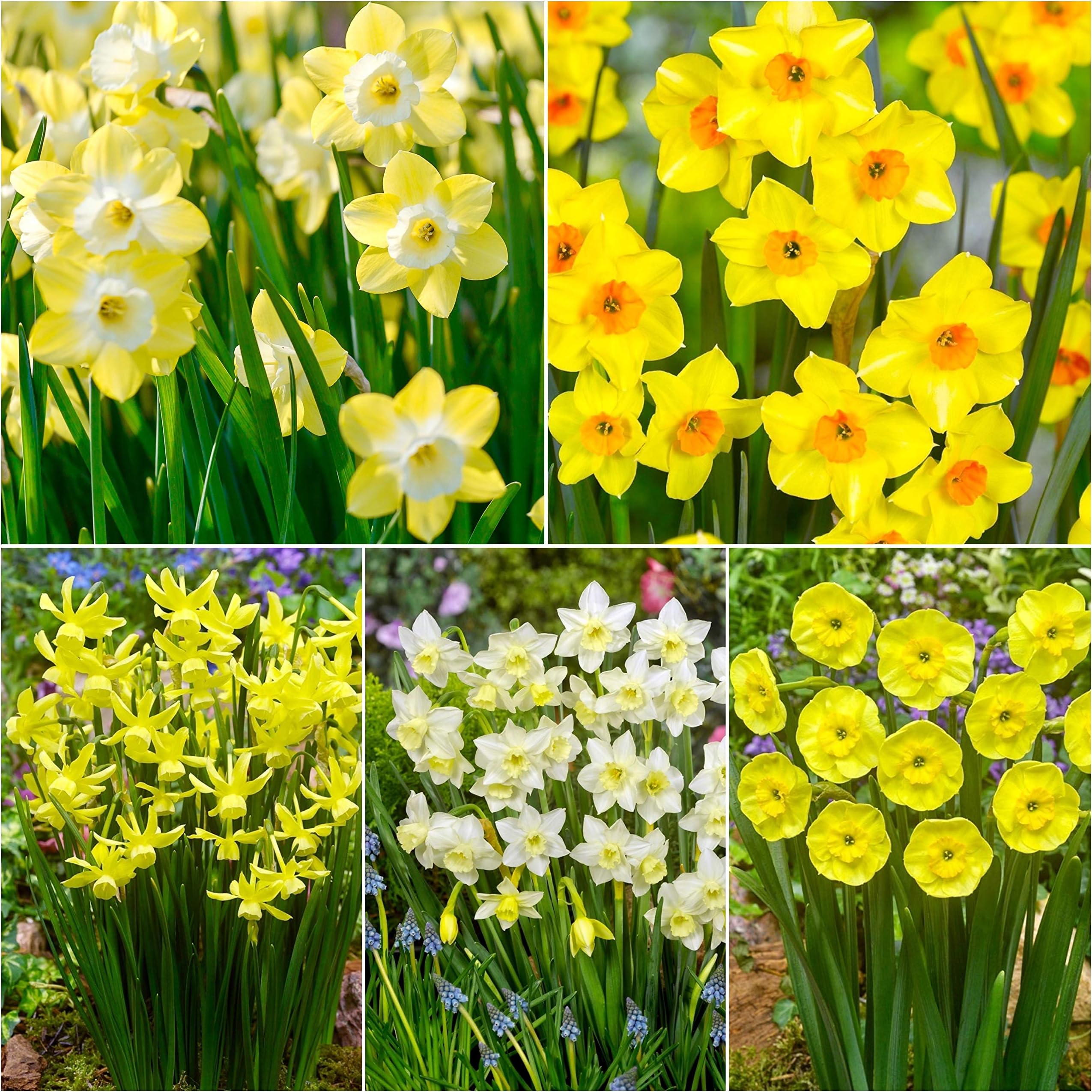 100 x Mixed Daffodil Bulbs - Sweetly Scented Fragrant - Dwarf & Medium ...