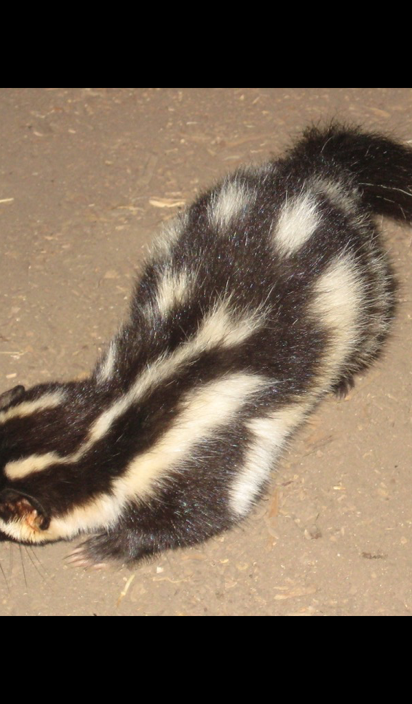 cute skunk Wallpaper -- HD Wallpapers of cute skunks! - App on Amazon ...