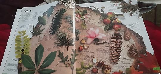 WOW!: The visual encyclopedia of everything : DK: Amazon.in: Books