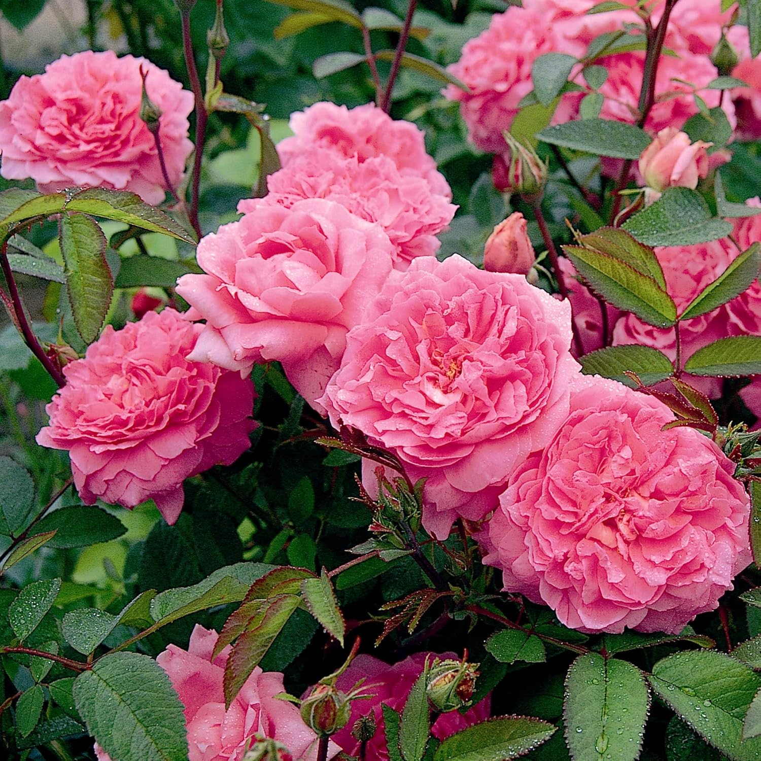 David Austin 'The Mayflower' Pink English Rose 6Ltr Pot : Amazon.co.uk ...