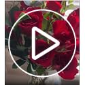 Amazon.com : Aquarossa Farms – Flowers for Delivery, Fresh Flowers ...