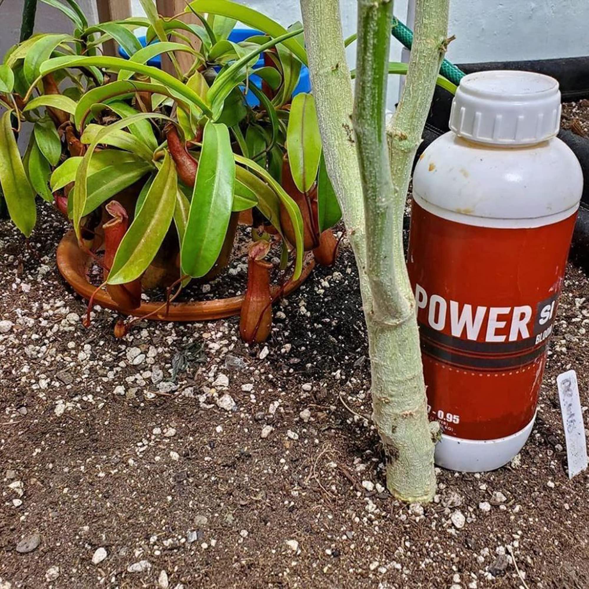 Buy Power SI Bloom 500ml - Patented Nutrient Formula of Bioavailable ...