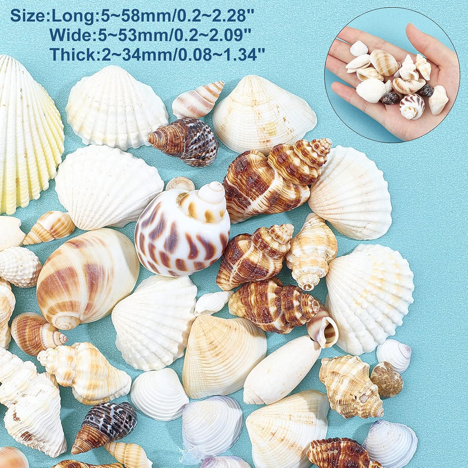 AHANDMAKER Mixed Ocean Beach Shells 400 Grams Natural Marine Life Beach ...