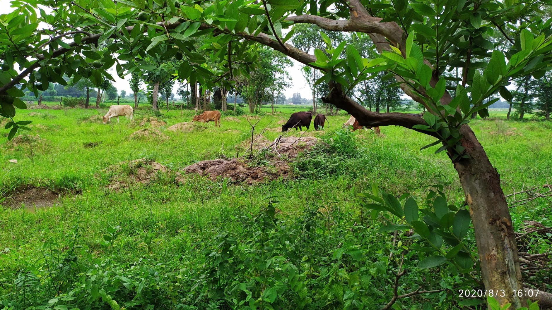 Redmi Note 7S (Sapphire Blue, 64GB, 4GB RAM : Amazon.in: Electronics