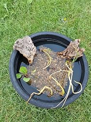 Complete Patio Pond Set - Dwarf Lily - 3 Marginal Plants - Pots and ...