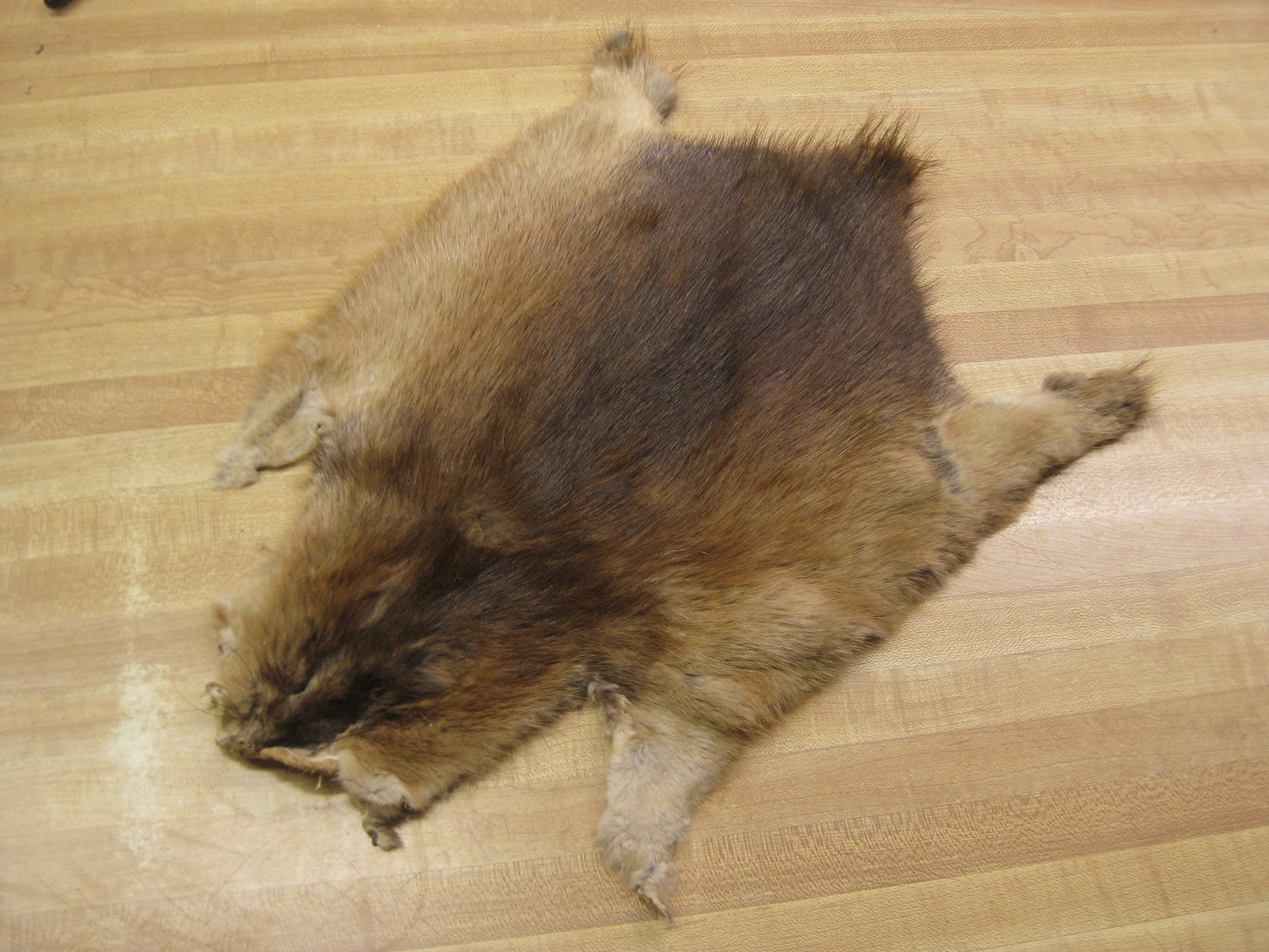 Amazon.com: Tanned Muskrat Hide Fur #3 Quality Damaged