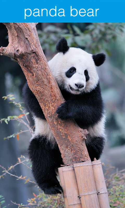 My First Zoo HD : Sights & Sounds (Tablet ready) - App on Amazon Appstore