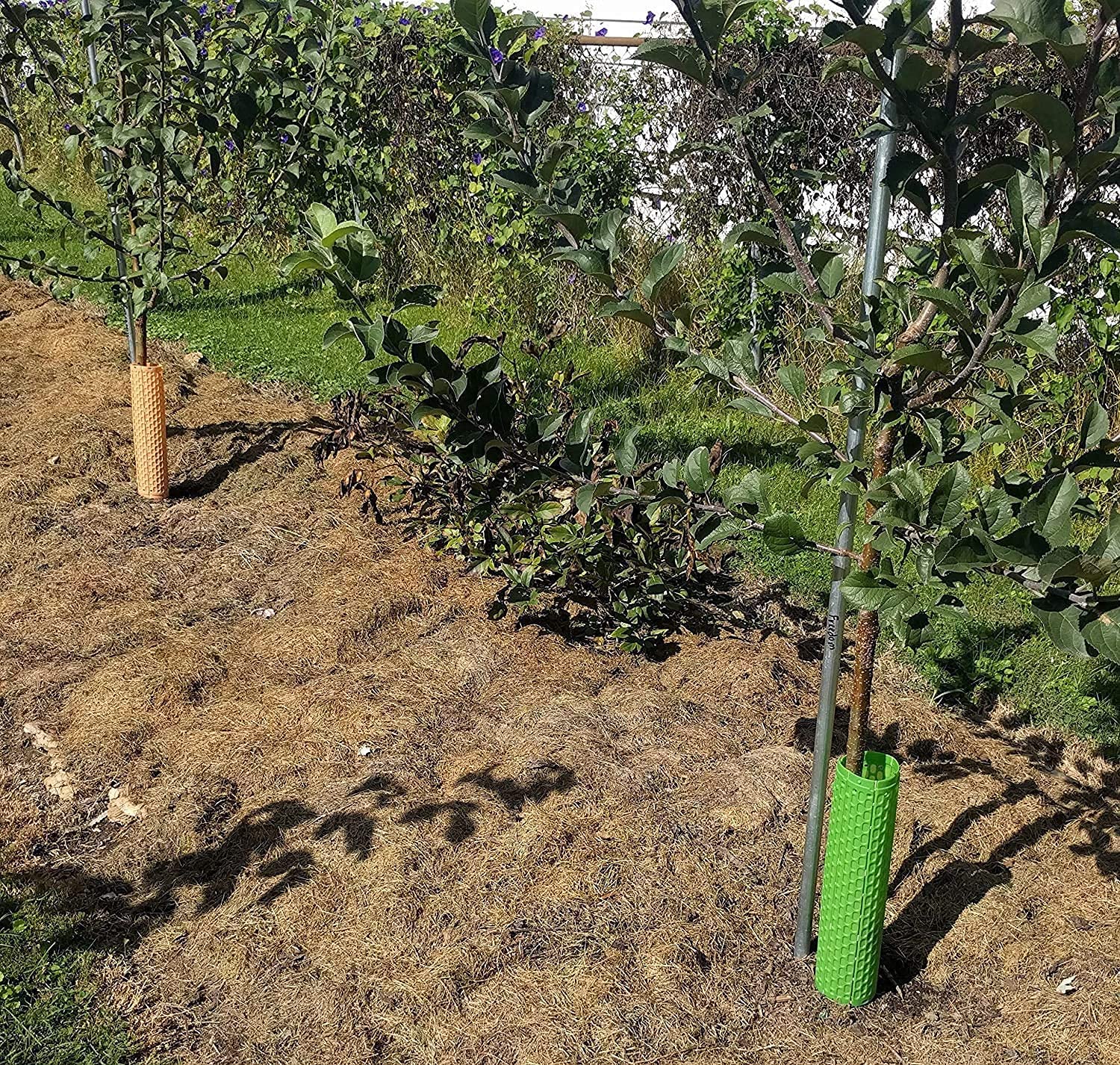 Snapklik.com : Smart Spring Plant And Tree Guard Protector; Wrap Tall ...