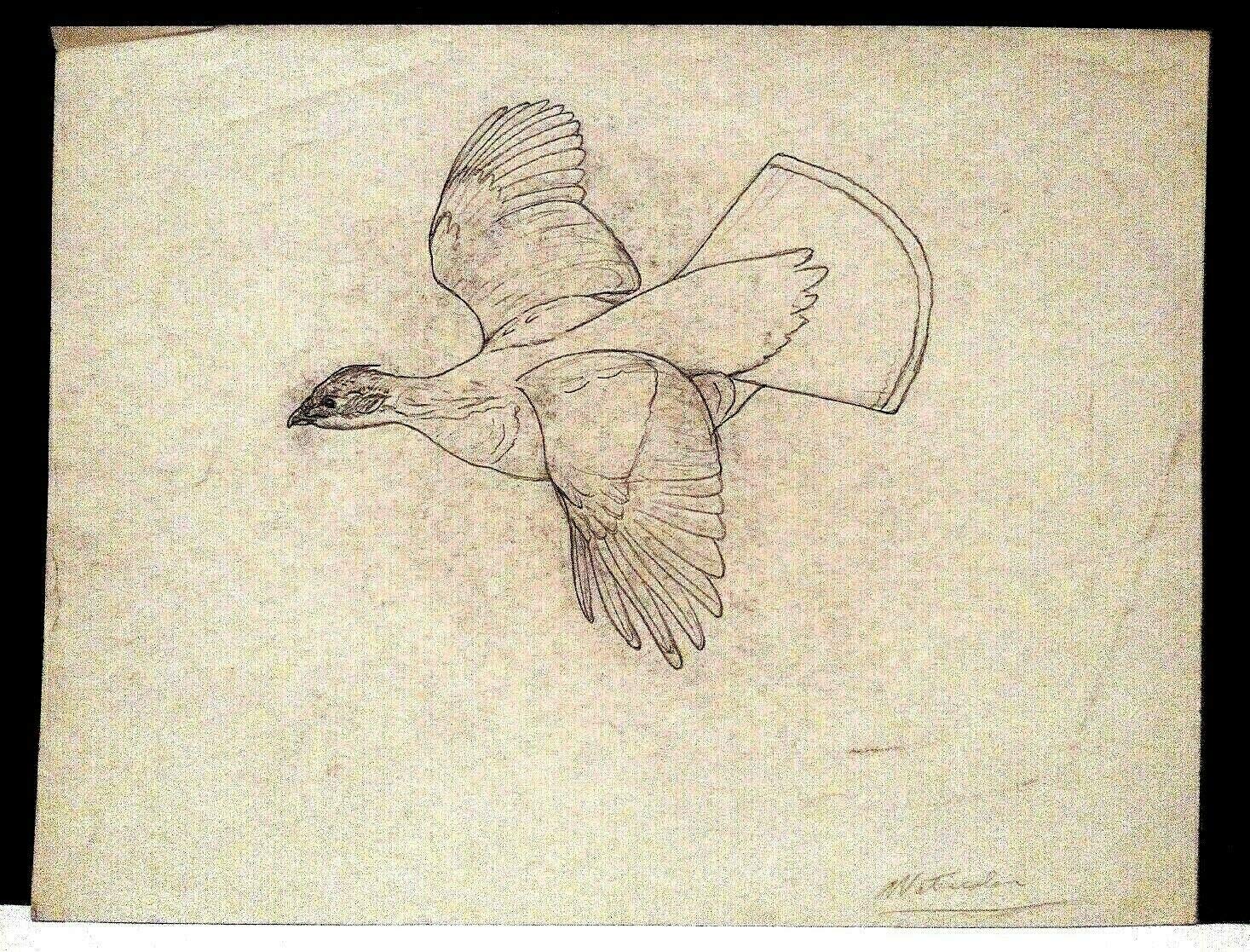 Flying Bird Drawings In Pencil