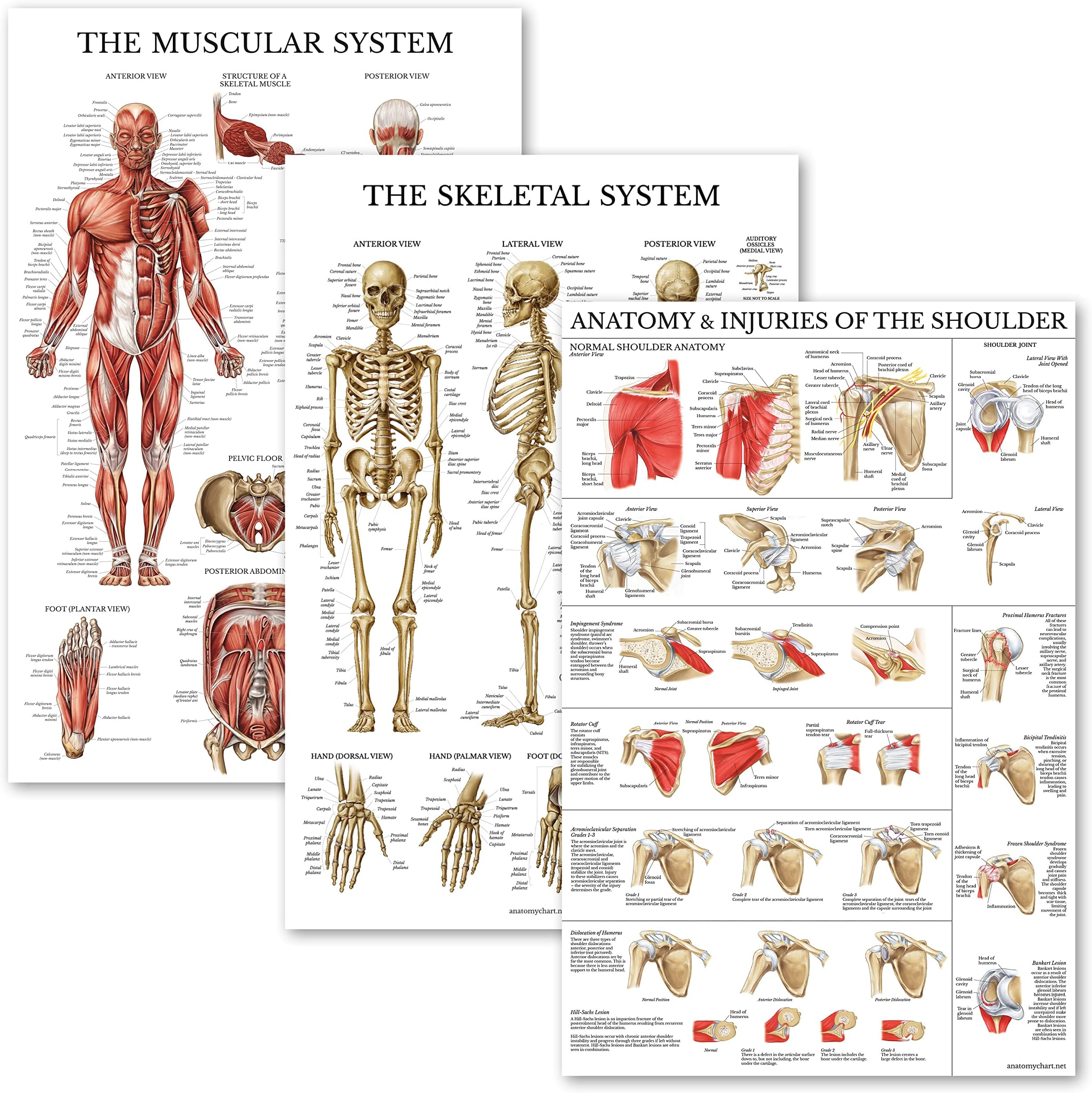 Amazon.com: Palace Learning Muscular & Skeletal System Anatomical ...