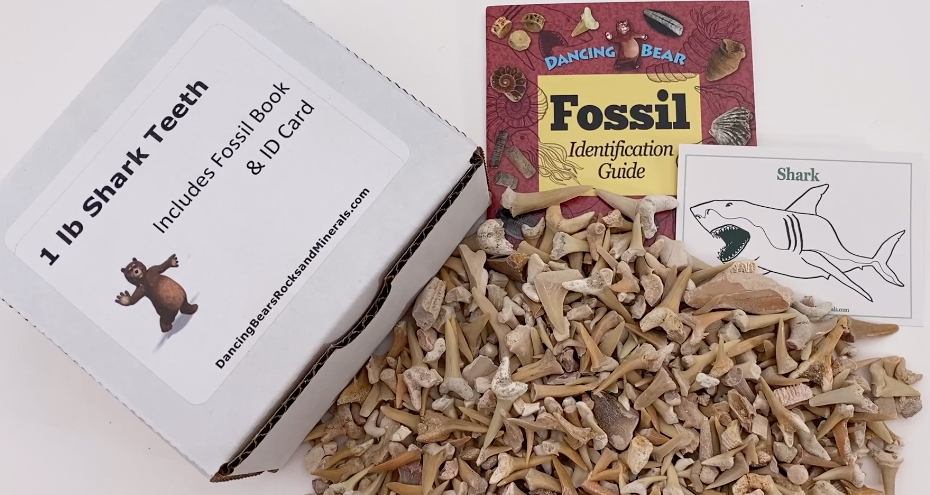 Sand Tiger Shark Teeth Fossil Real Fossilized Shark Teeth Collection ...