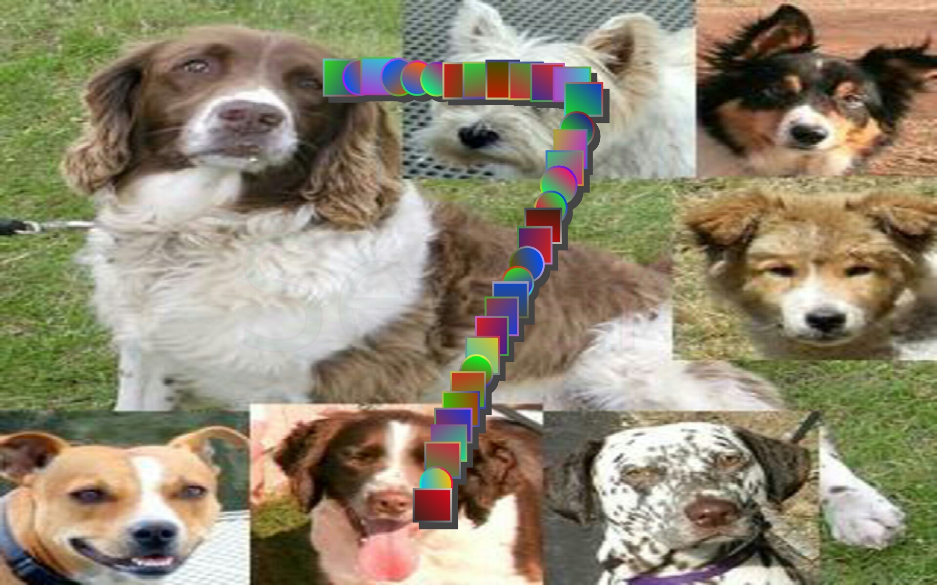 Count Dogs - App on Amazon Appstore