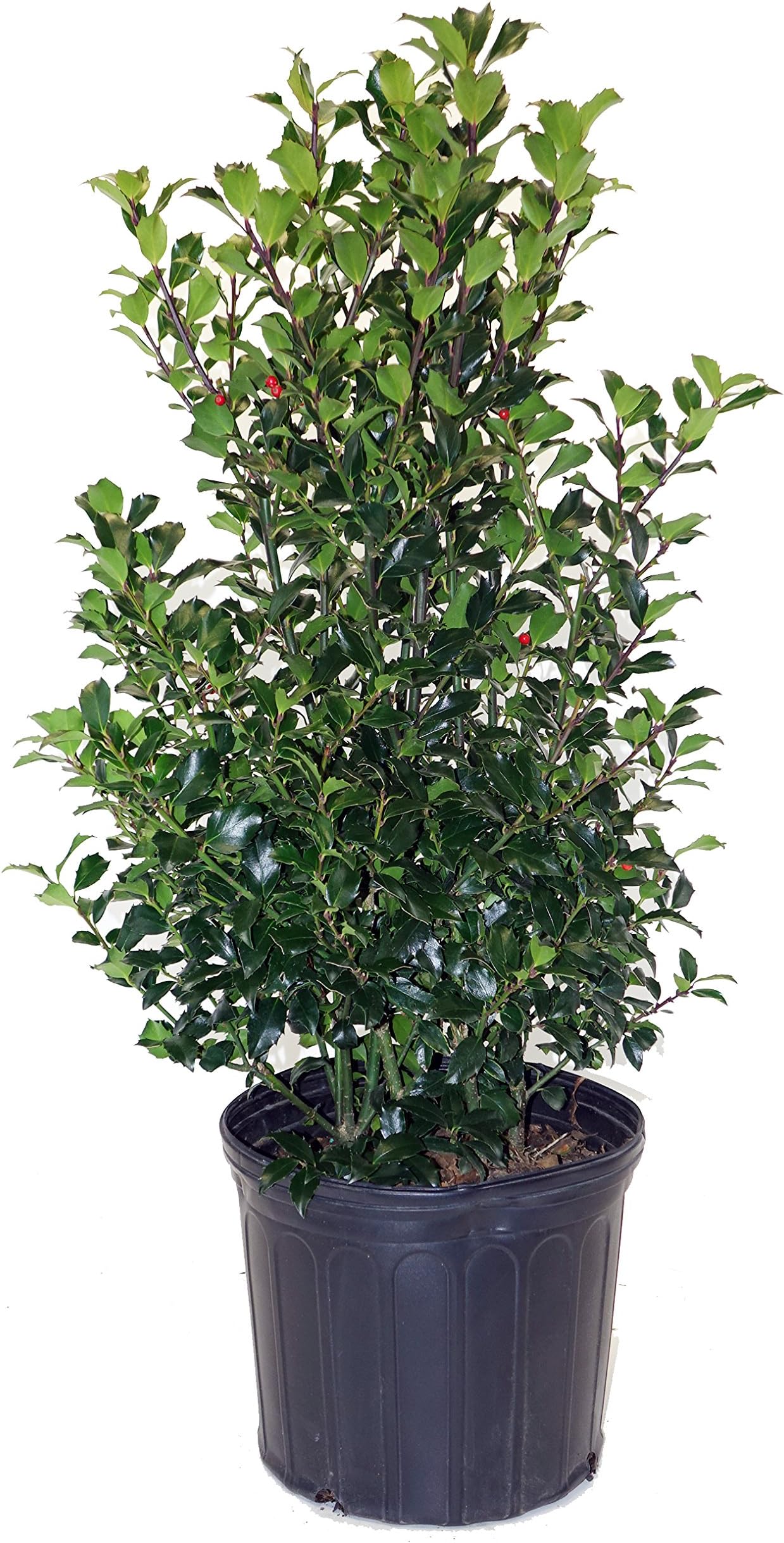 Amazon.com: Proven Winners - Ilex x meserveae Castle Spire (Holly ...