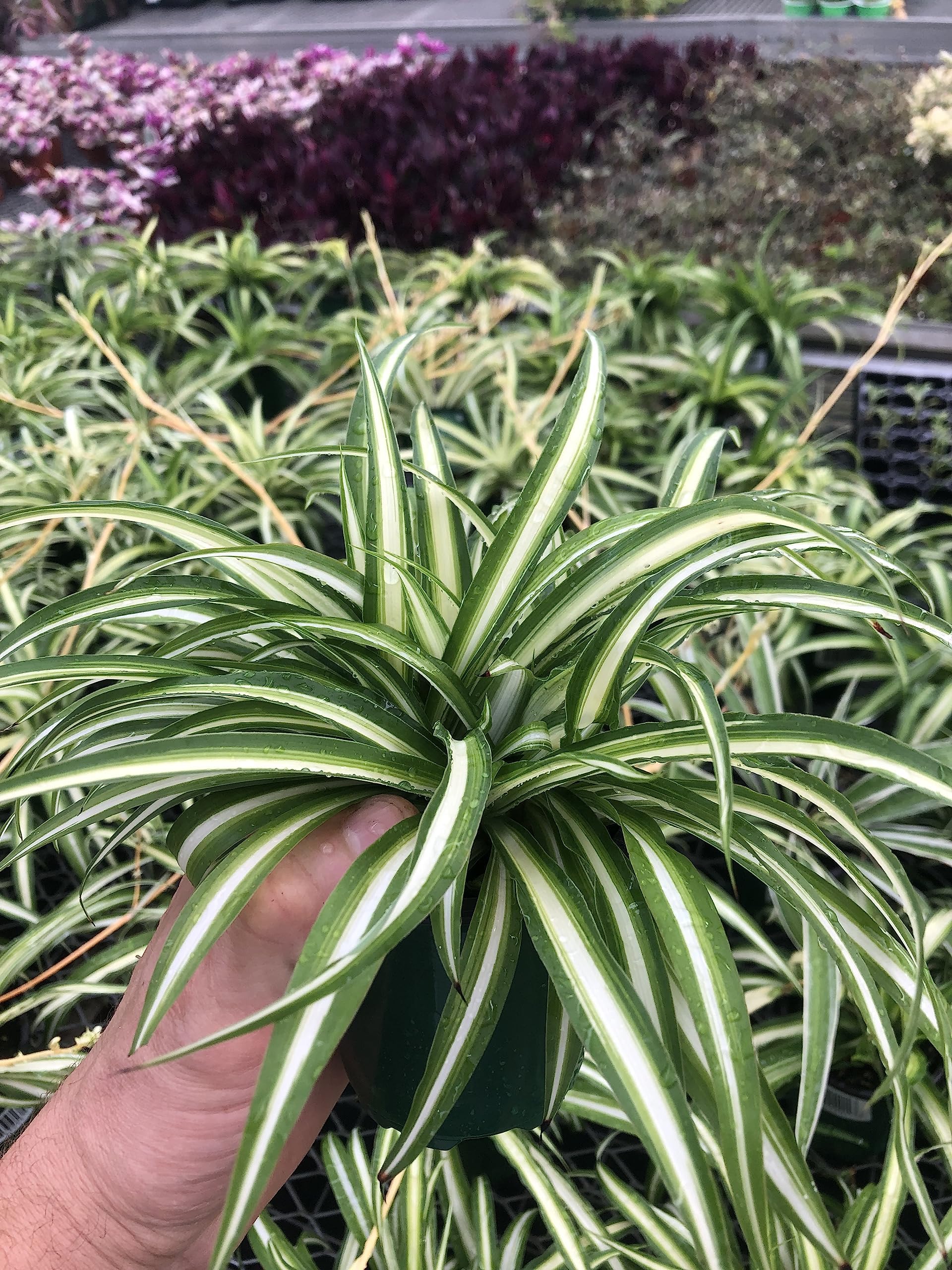 Amazon.com : Spider Plant Live Houseplant ~ Reverse Variegated ~ Large ...