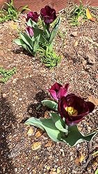 Amazon.com : Blueberry Ripple Triumph Tulip 8 Bulbs - Exclusive! - 12 ...