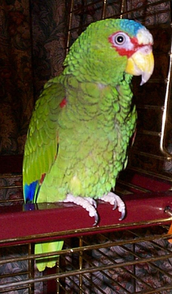 Amazon Birds Wallpaper