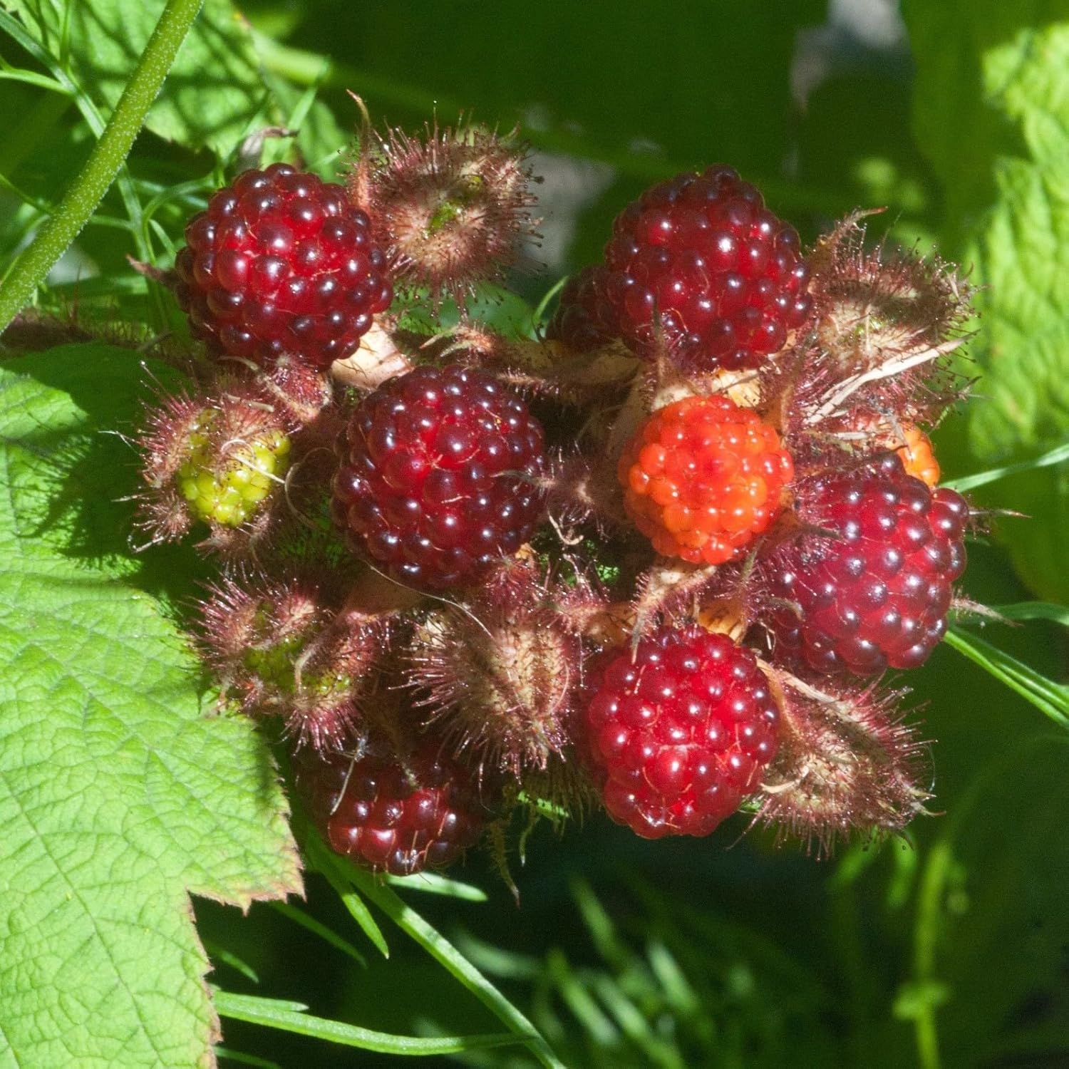 Amazon.com : Japanese WINEBERRY "Rubus Phoenicolasius" ~Fruit Bush ...