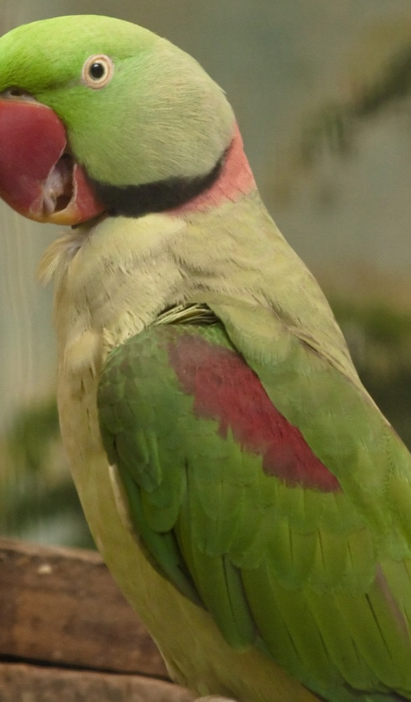 cute parakeet Wallpaper -- HD Wallpapers of cute parakeets! - App on ...