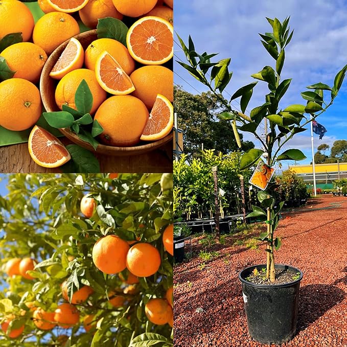 Paudha Store Live Plant-Rare Bonsai Murcott Mandarin Orange Fruit Tree ...
