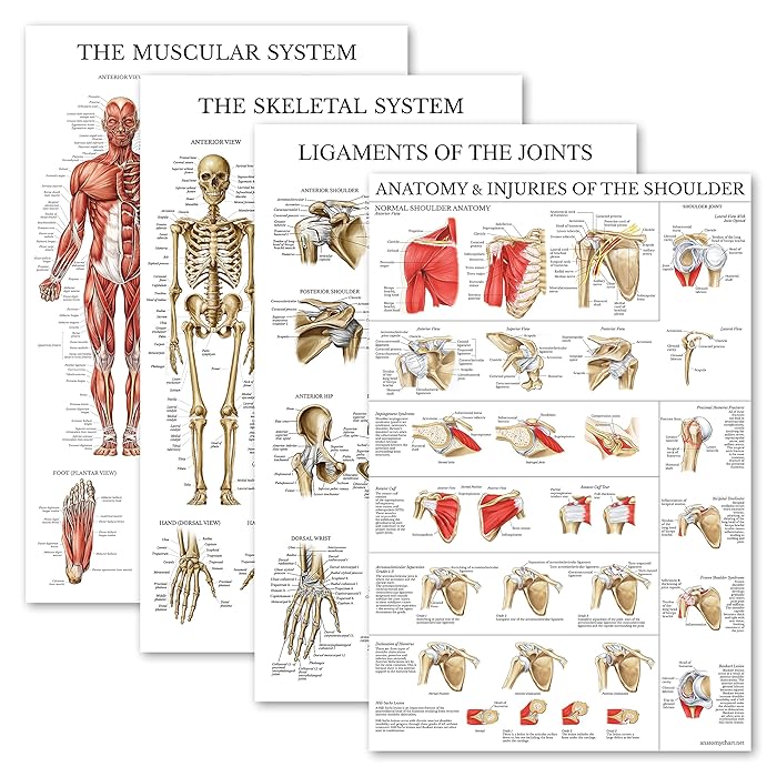 Buy 4 Pack - Anatomical Poster Set - Laminated - Muscular, Skeletal ...