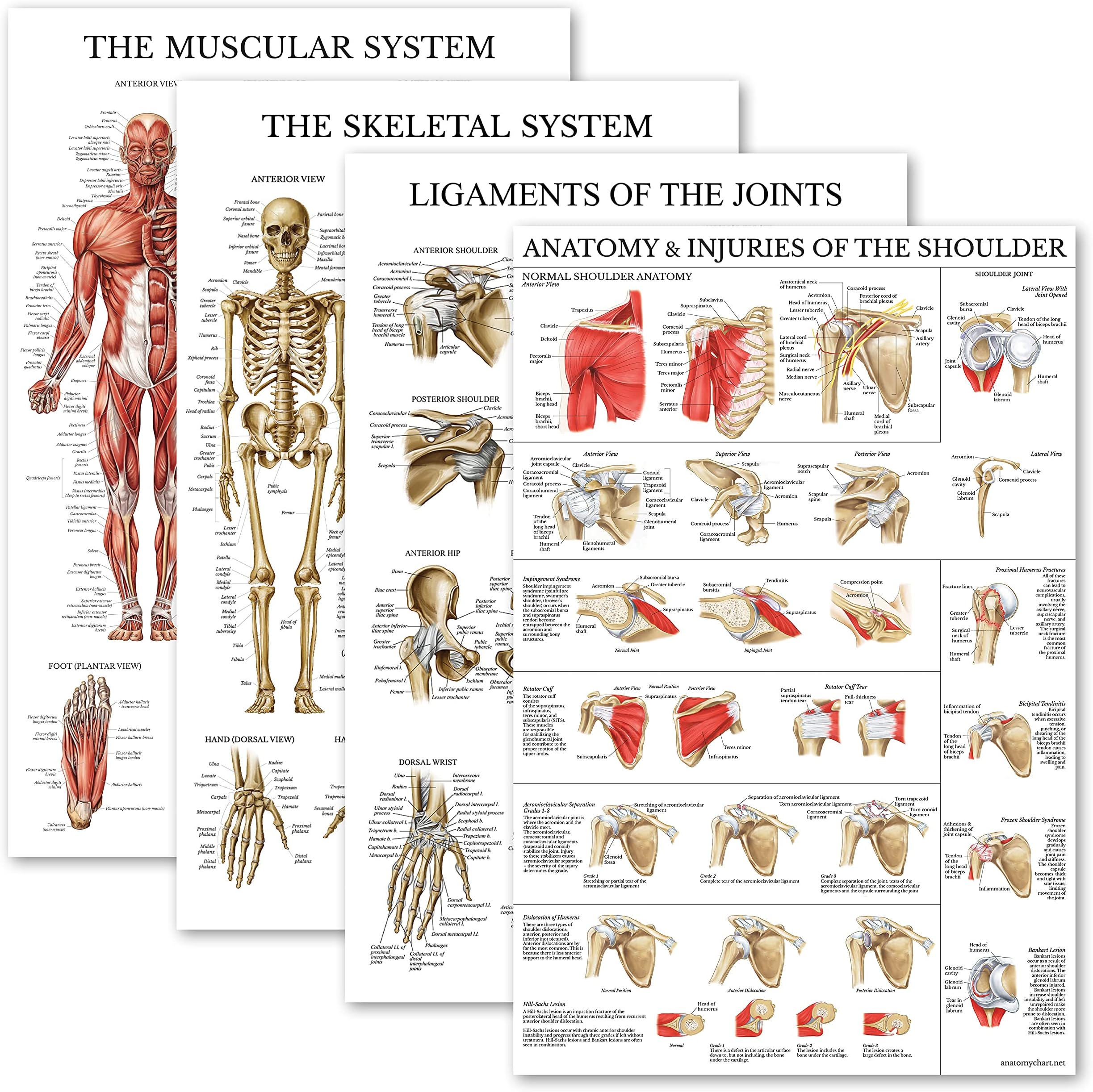 4 Pack Anatomical Poster Set Laminated Muscular Skeletal Ligaments ...