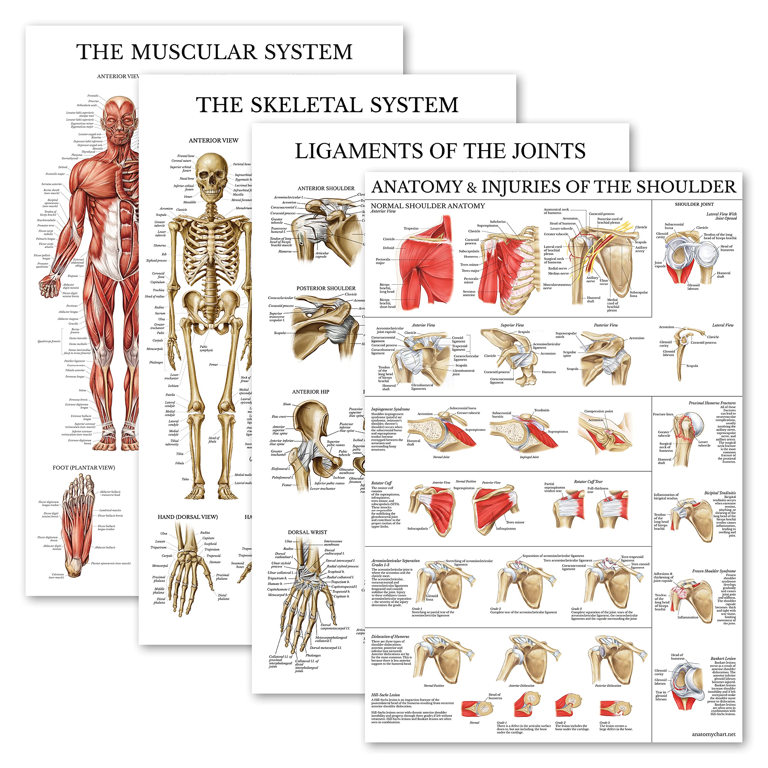 Palace Learning 4 Pack Anatomical Poster Set Laminated Muscular ...